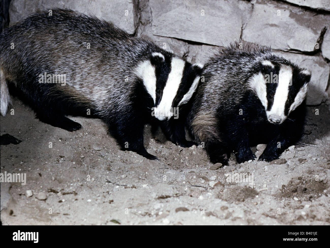 zoology / animals, mammal / mammalian, martens, Eurasian Badger, (Meles ...