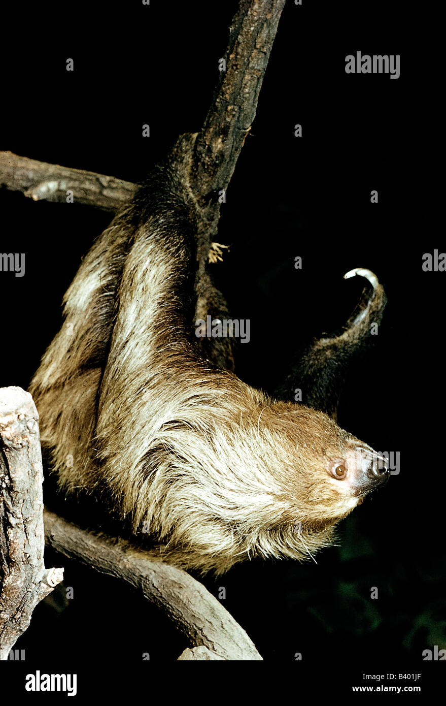 zoology / animals, mammal / mammalian, sloth, Linnaeus's Two-toed Sloth ...