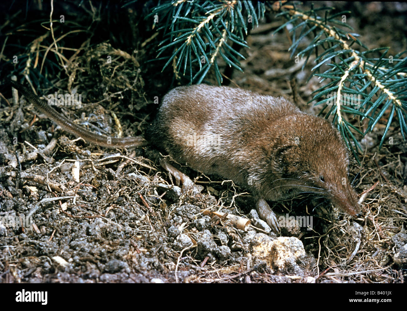 zoology / animals, mammal / mammalian, shrew mouses, Greater white ...