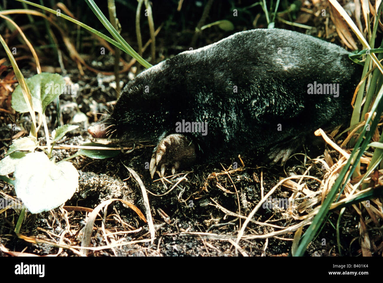 zoology / animals, mammal / mammalian, Talpidae, European Mole (Talpa ...
