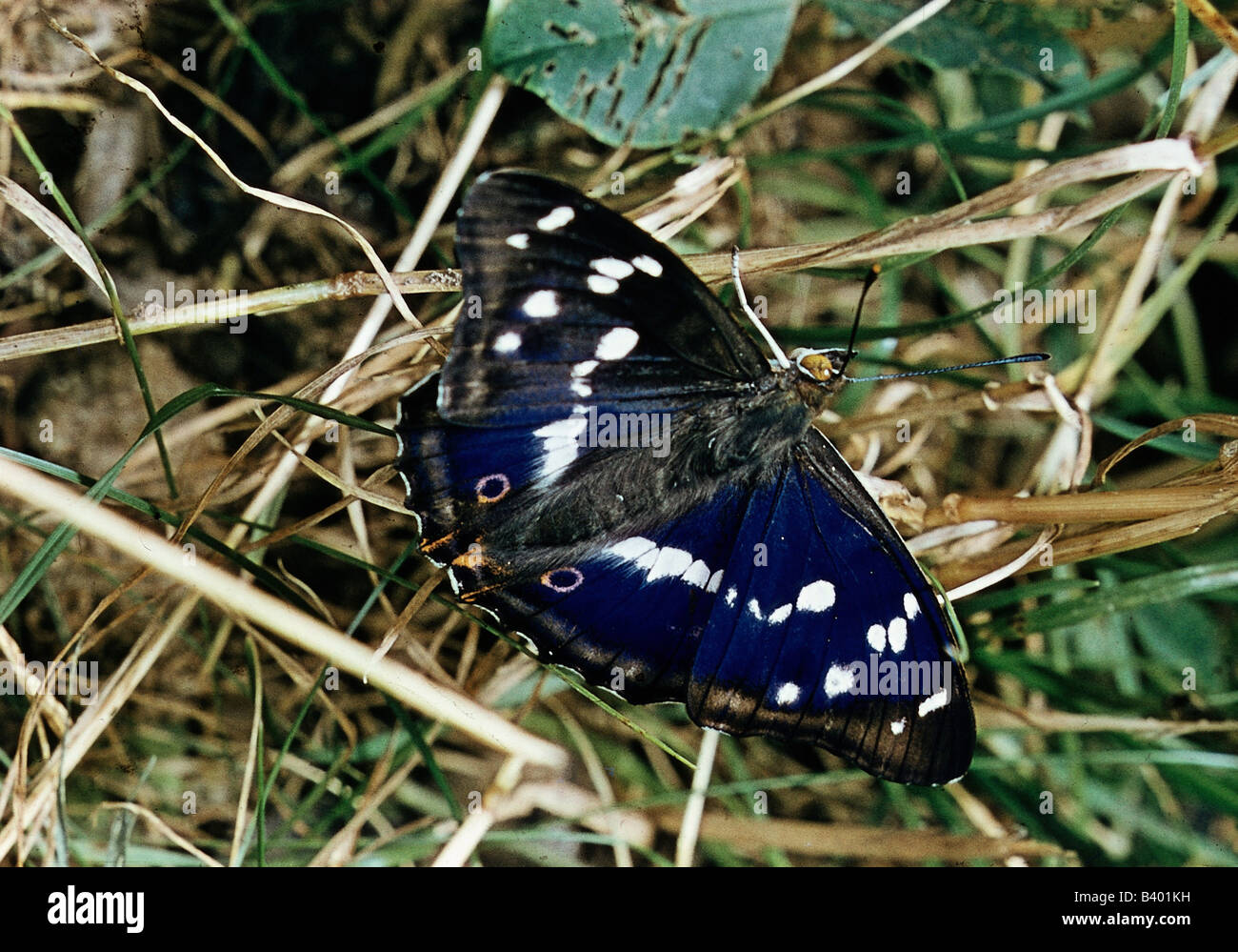 zoology / animals, insect, butterflies, Purple Emperor, (Apatura iris ...