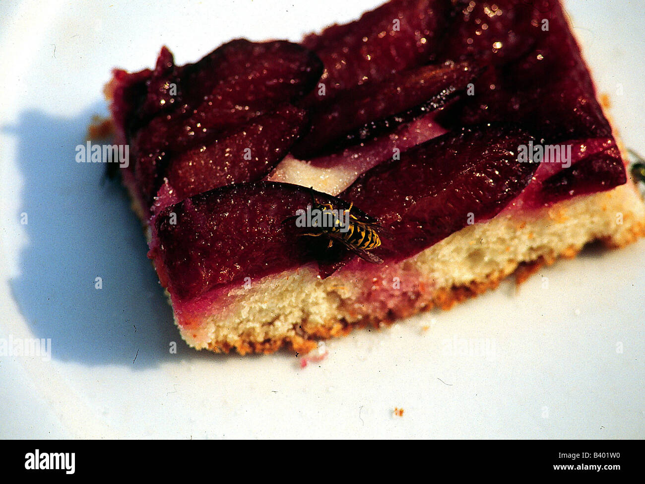 zoology / animals, insects, wasps, Common wasp, (Vespula vulgaris), on ...