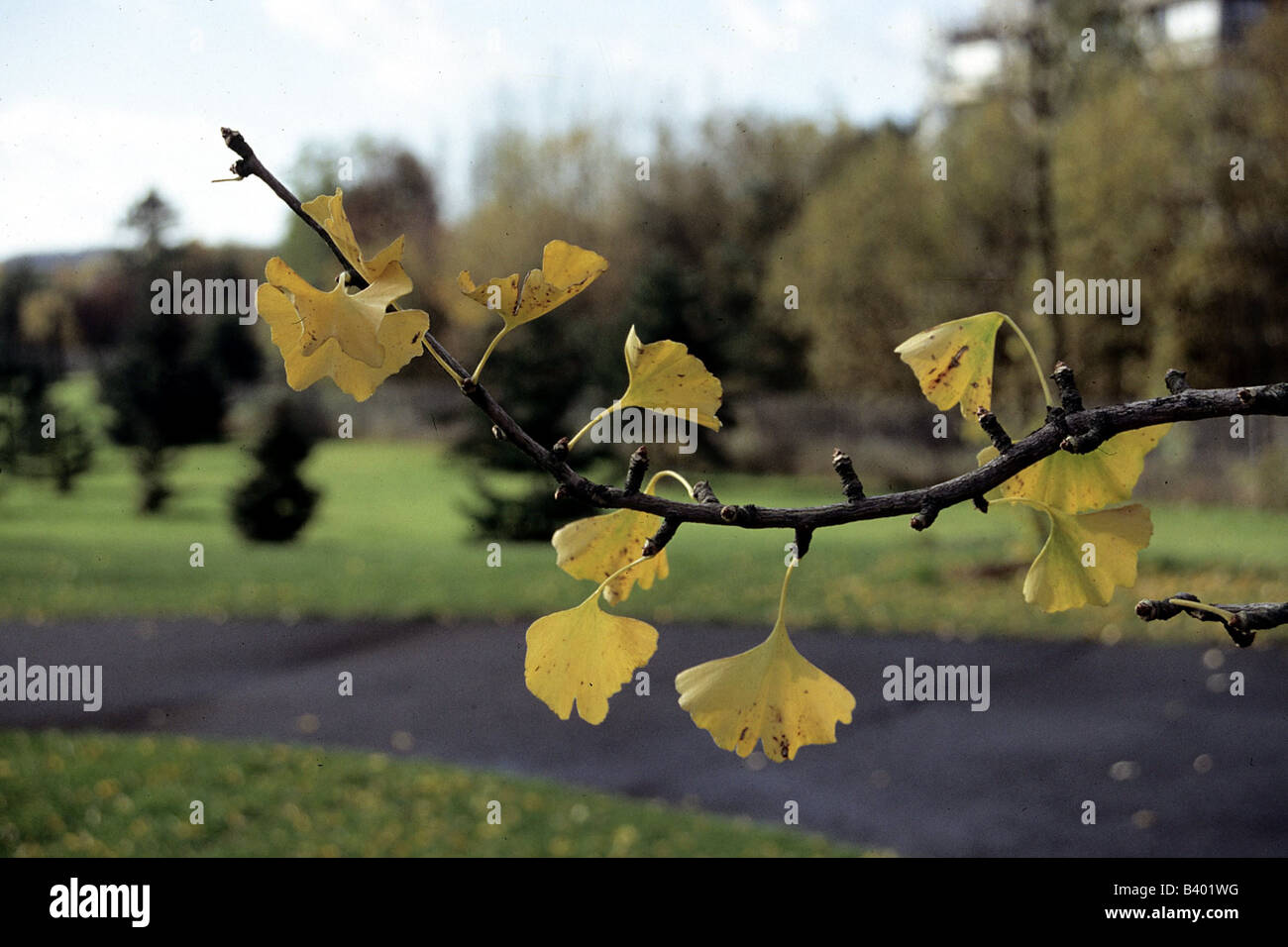 botany, Ginkgo, (Ginkgo biloba), leaves, at branch, tree, yellow ...