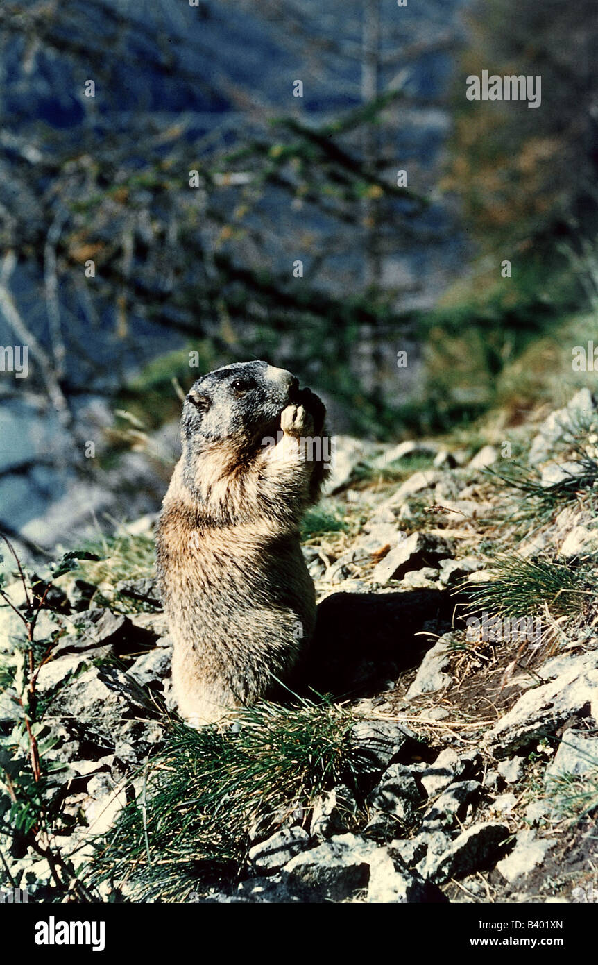 zoology / animals, mammal / mammalian, marmots, Alpine marmot, (Marmota ...