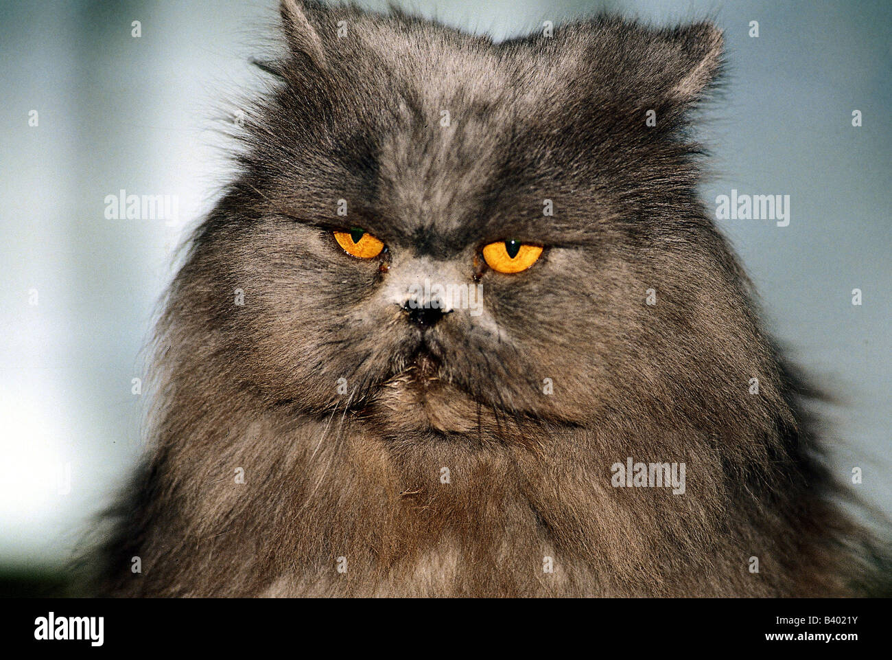 zoology / animals, mammal / mammalian, cats, (Felidae), Persian cat ...