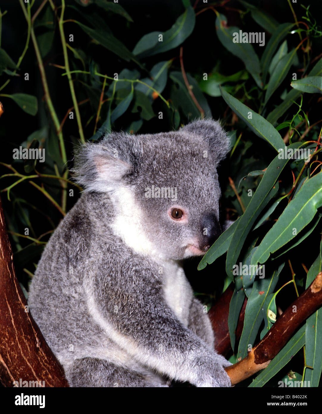 zoology / animals, mammal / mammalian, Koala, (Phascolarctus cinereus ...