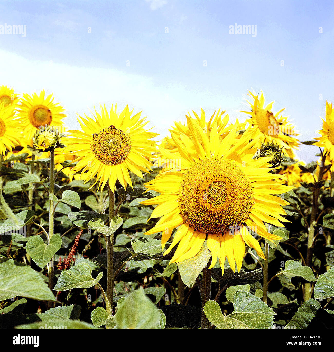 botany, sunflower, (Helianthus), sunflower, (Helianthus annuus ...