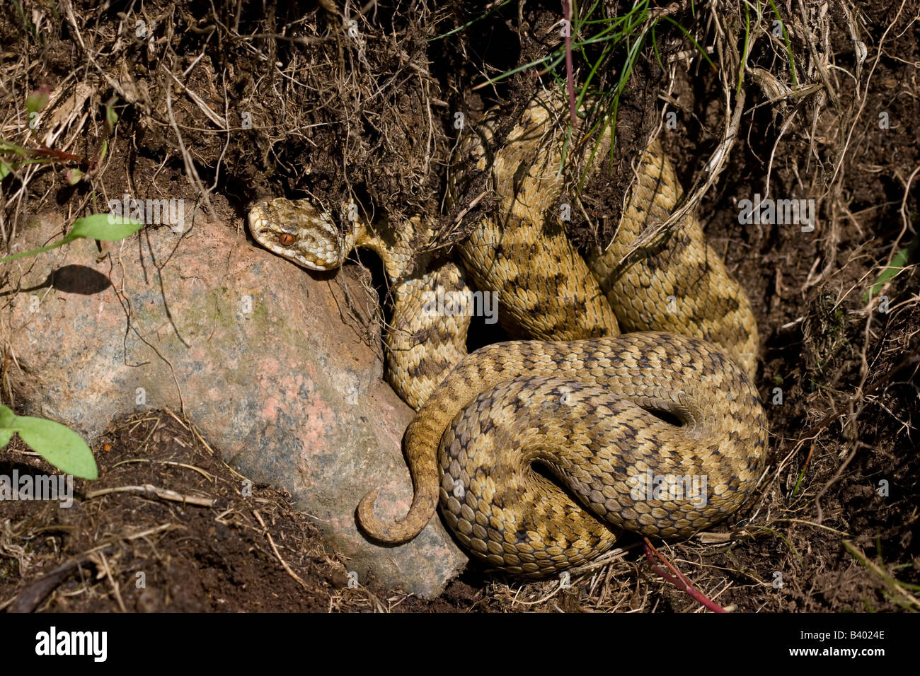 Female adder hi-res stock photography and images - Alamy