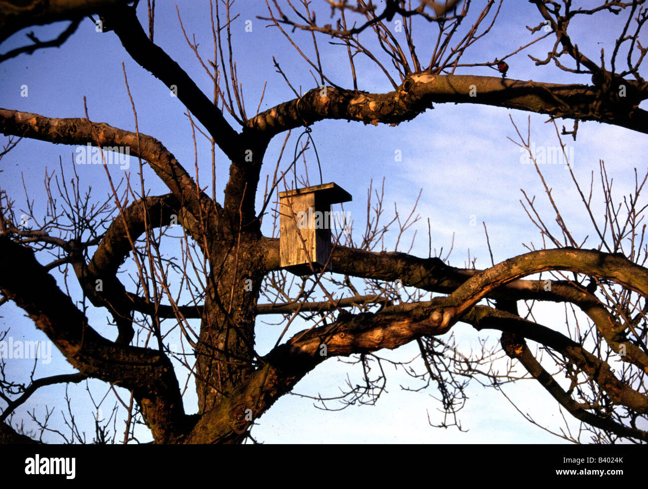 zoology / animals, avian / birds, birdhouse, nest box, hanging at tree ...