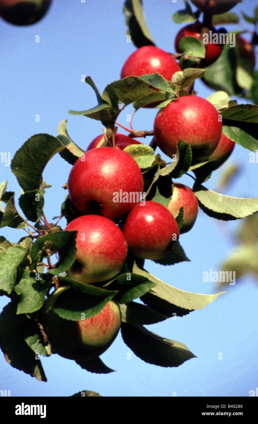 botany, paradise apple, (Malus communis), apples, at branch, Maloideae ...