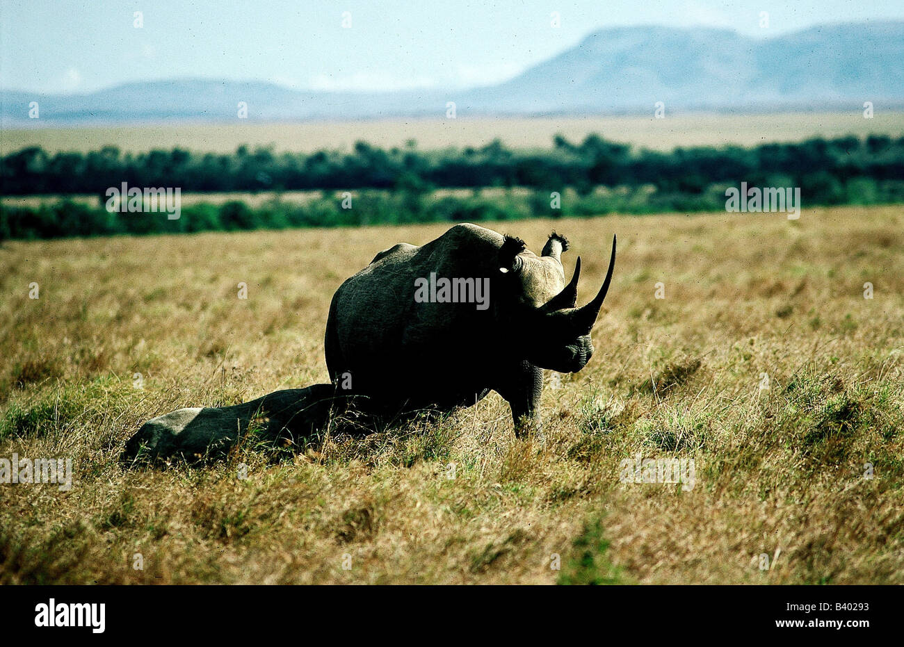 Velds Grasslands Animals