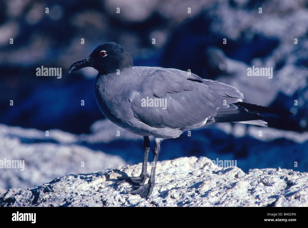 zoology / animals, avian / bird, Lava Gull, (Larus fuliginosus ...