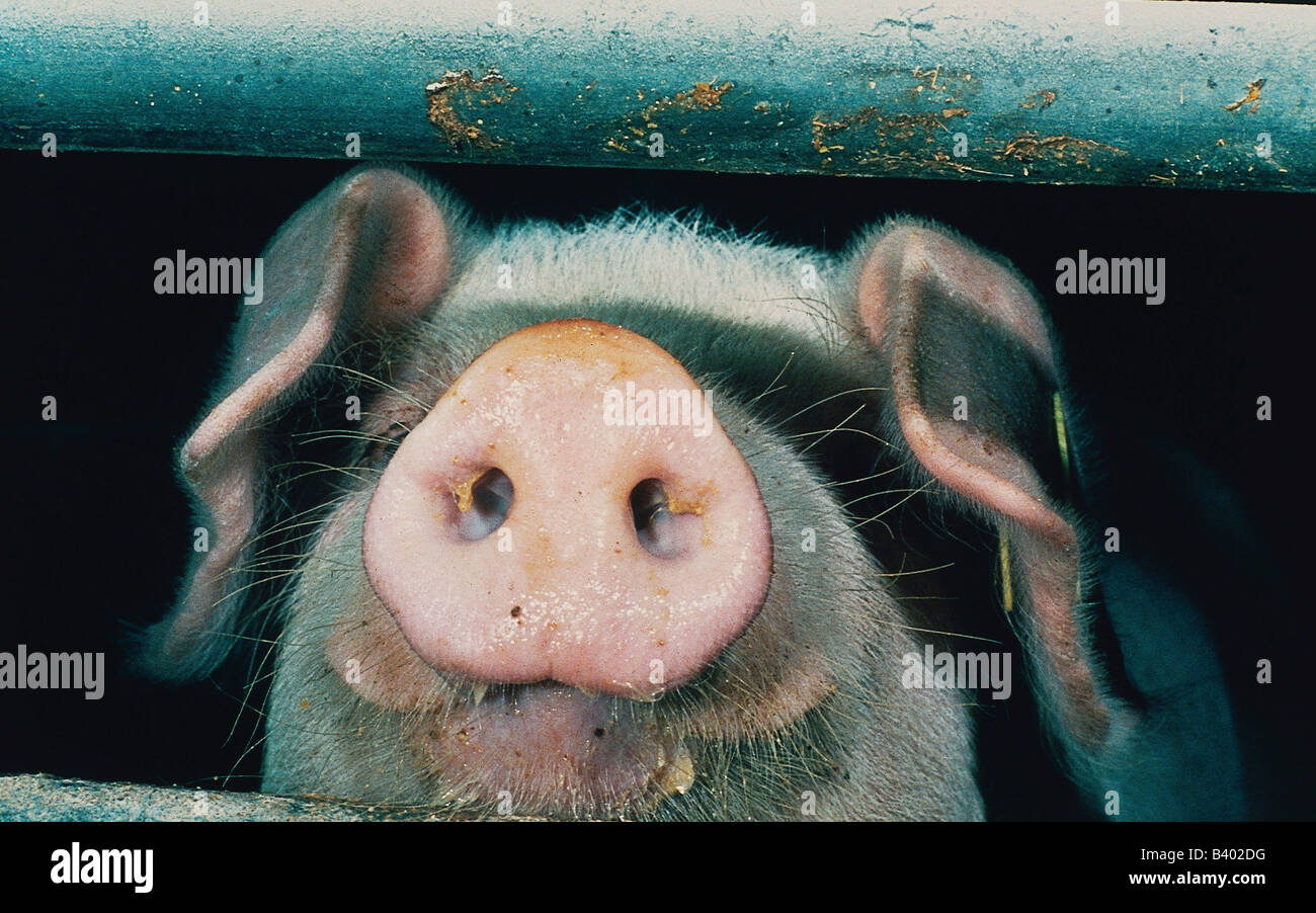 zoology / animals, mammal / mammalian, pigs, pig mouth, detail, snout ...