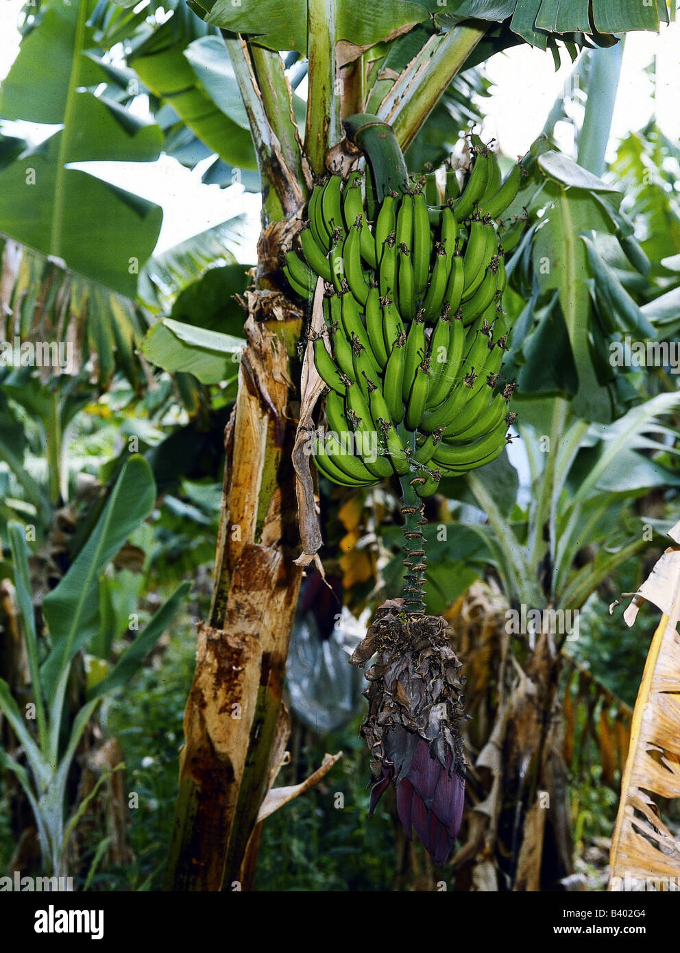 botany, banana, (Musa paradisiaca sapientum), bananas, blossom with ...