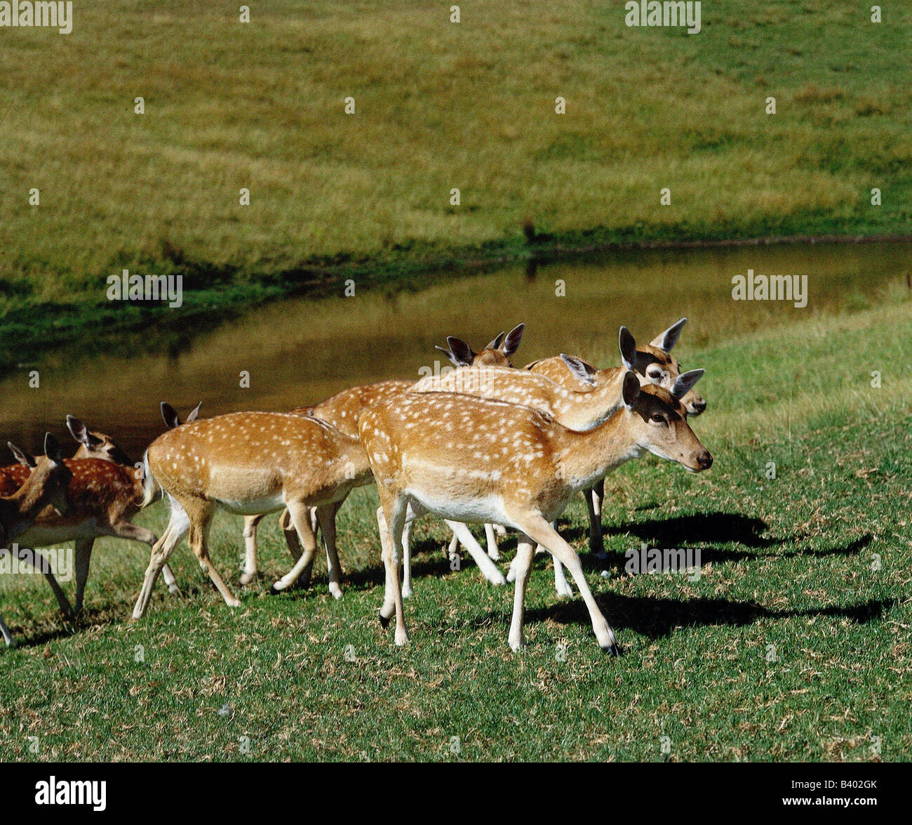Horde of deer hi-res stock photography and images - Alamy