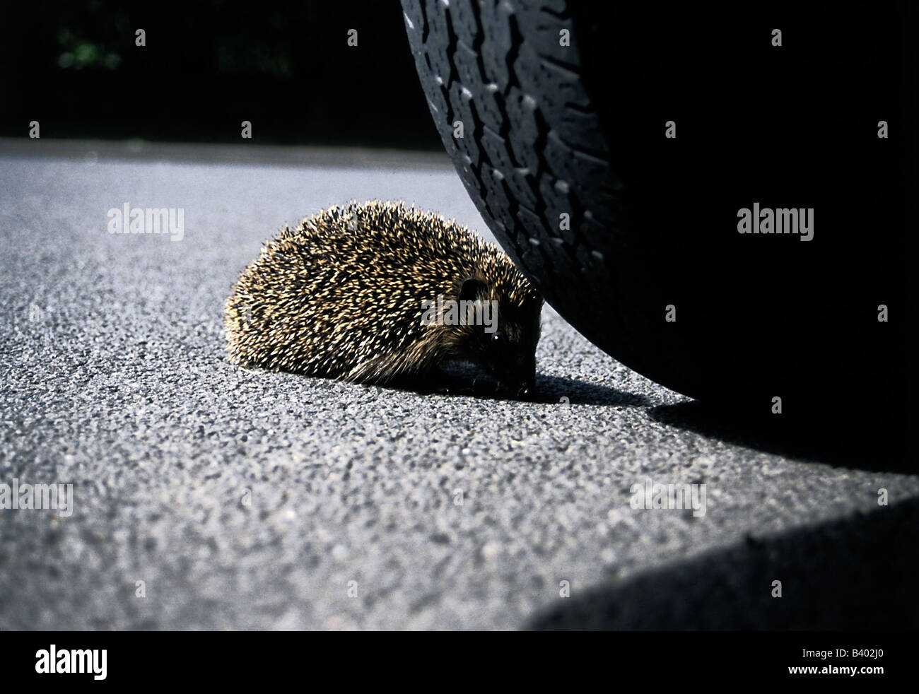 zoology / animals, mammal / mammalian, hedgehog, (Erinaceus europaeus ...