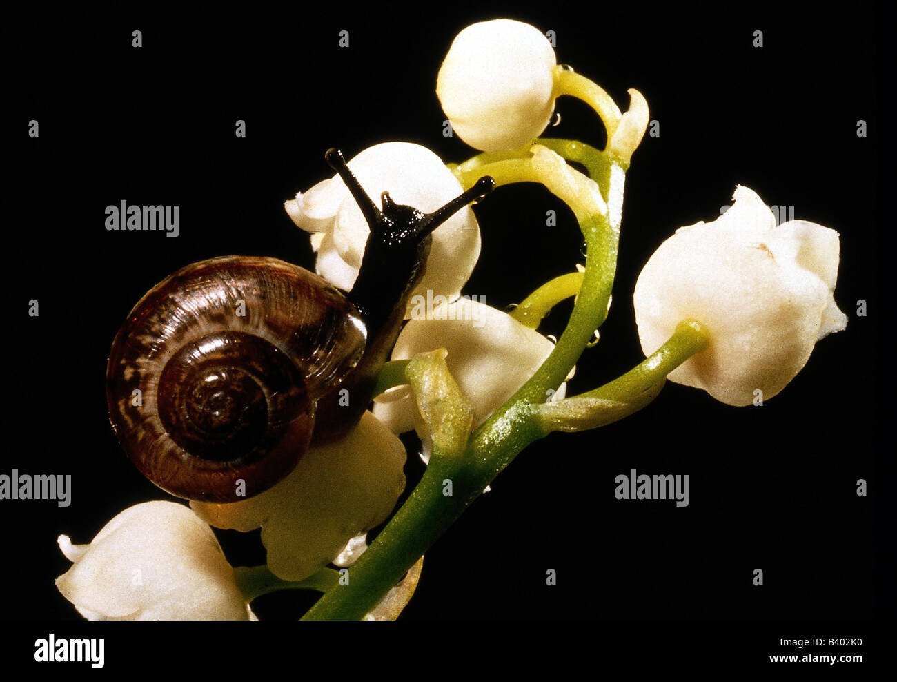 zoology / animals, cnidaria, White-lipped snail, (Cepea hortensis), on ...