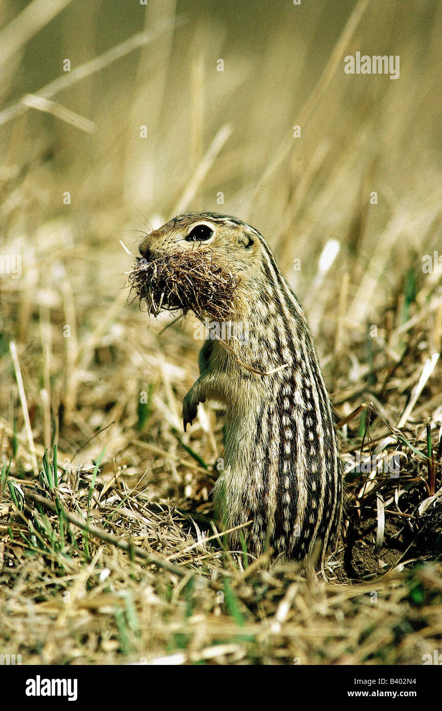Striped gopher hi-res stock photography and images - Alamy
