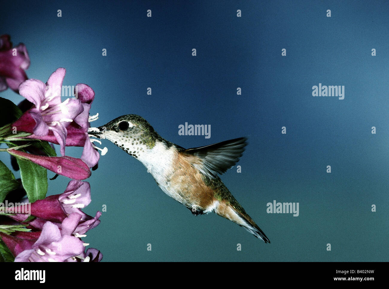 Female bird sucks nectar from flower hi-res stock photography and ...