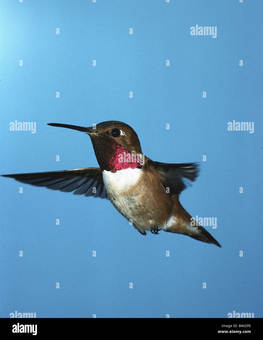 zoology / animals, avian / birds, Ruby-throated Hummingbird ...