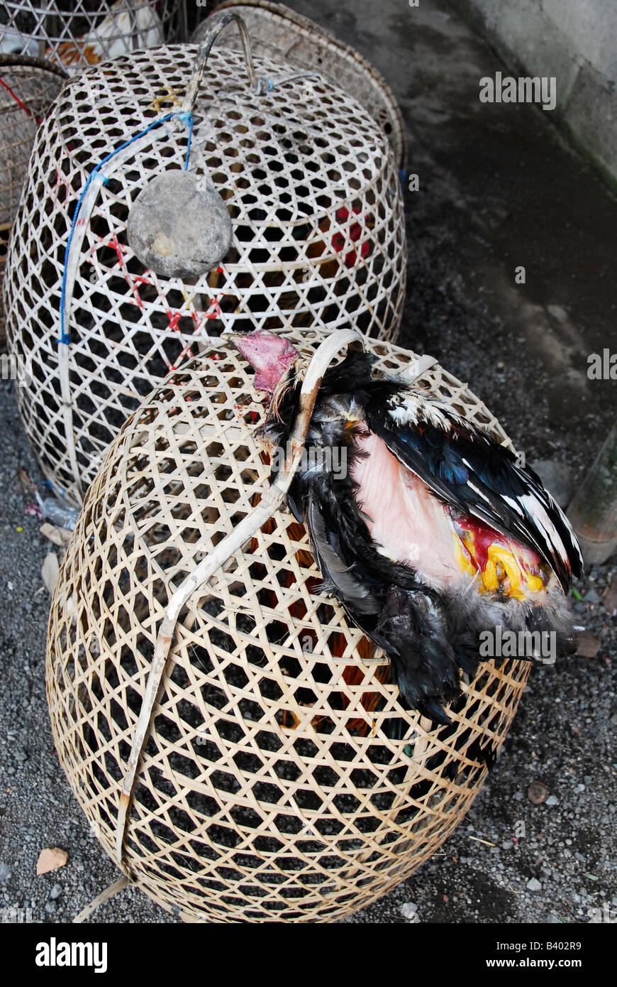 fighting cocks in wicker baskets , mayong , bali , chicken Stock Photo ...