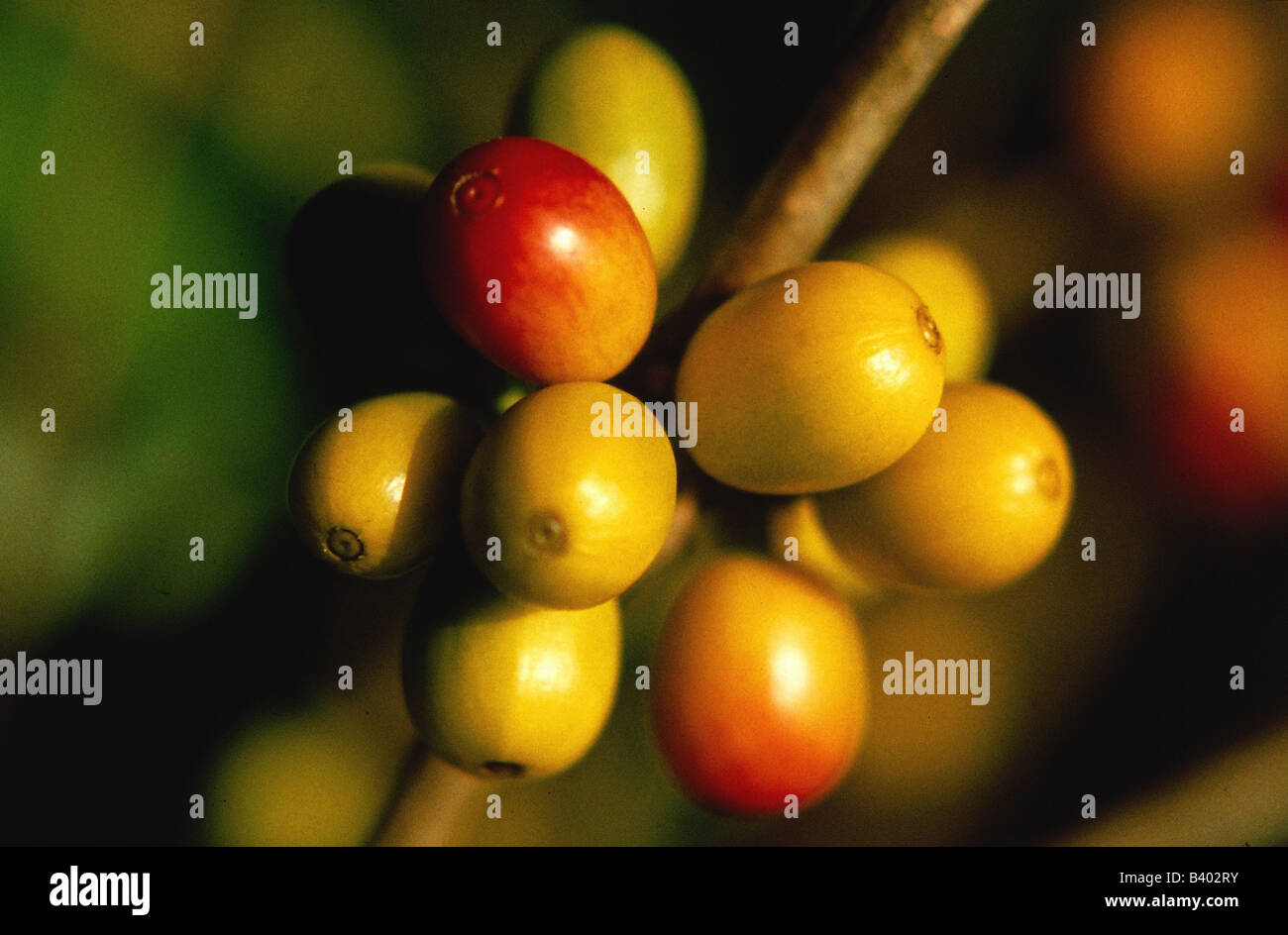 botany, coffee shrub, Arabica coffee, (Coffea arabica), fruits at ...