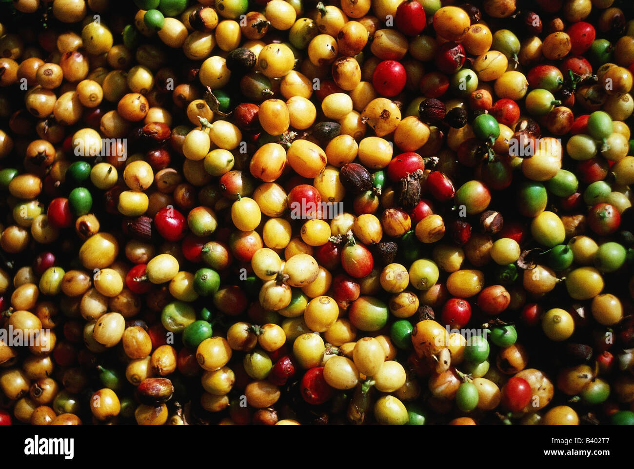 botany, coffee shrub, Arabica coffee, (Coffea arabica), fruits ...