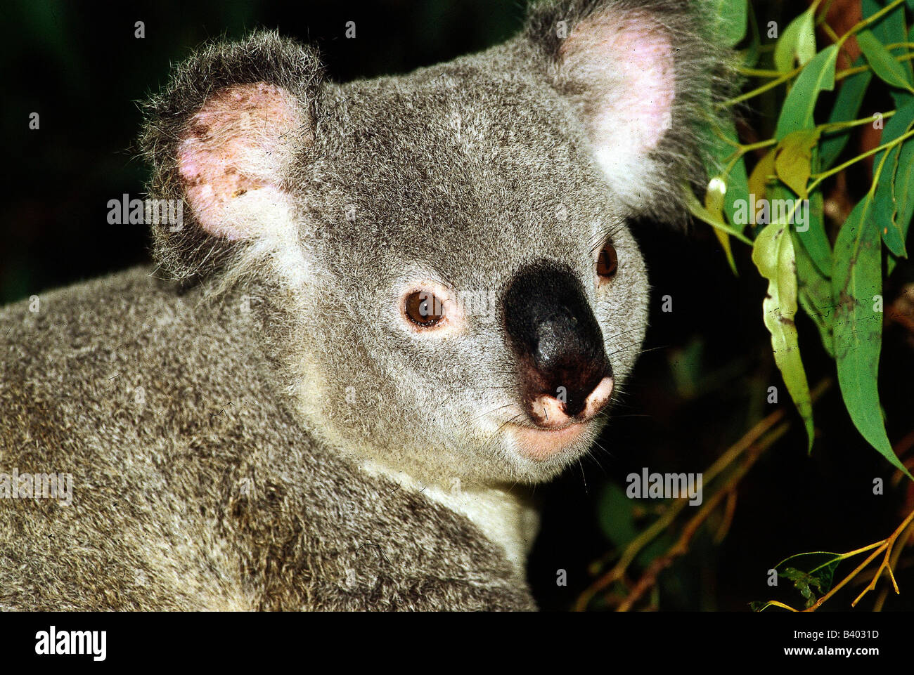 zoology / animals, mammal / mammalian, Koala, (Phascolarctus cinereus ...