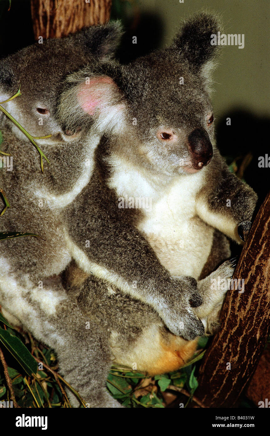 zoology / animals, mammal / mammalian, Koala, (Phascolarctus cinereus ...