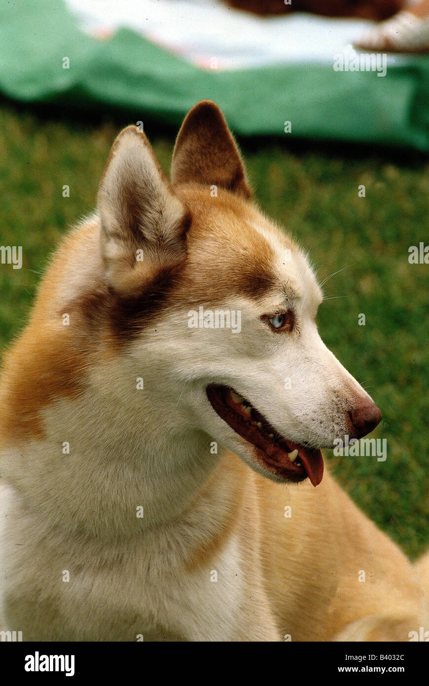 zoology / animals, mammal / mammalian, dogs, (canis lupus familiaris ...