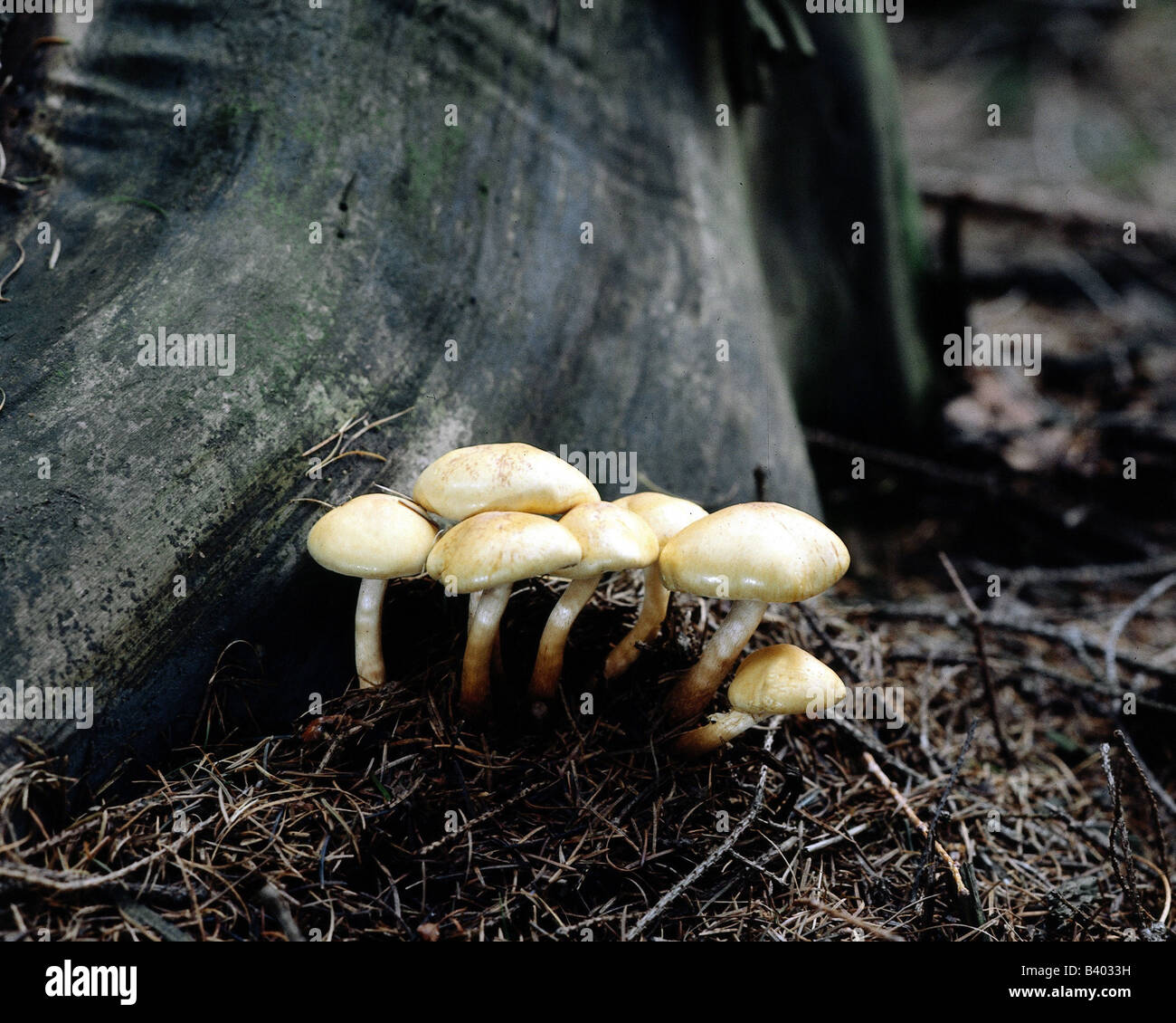 botany, fungi, Hypholoma, Conifer Tuft, (Hypholoma capnoides), several ...