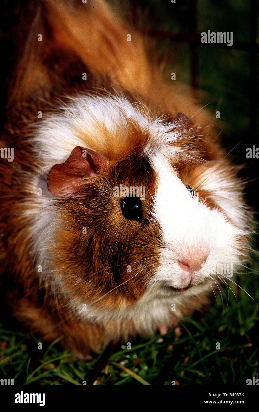 zoology / animals, mammal / mammalian, cavies, domestic guinea pig ...