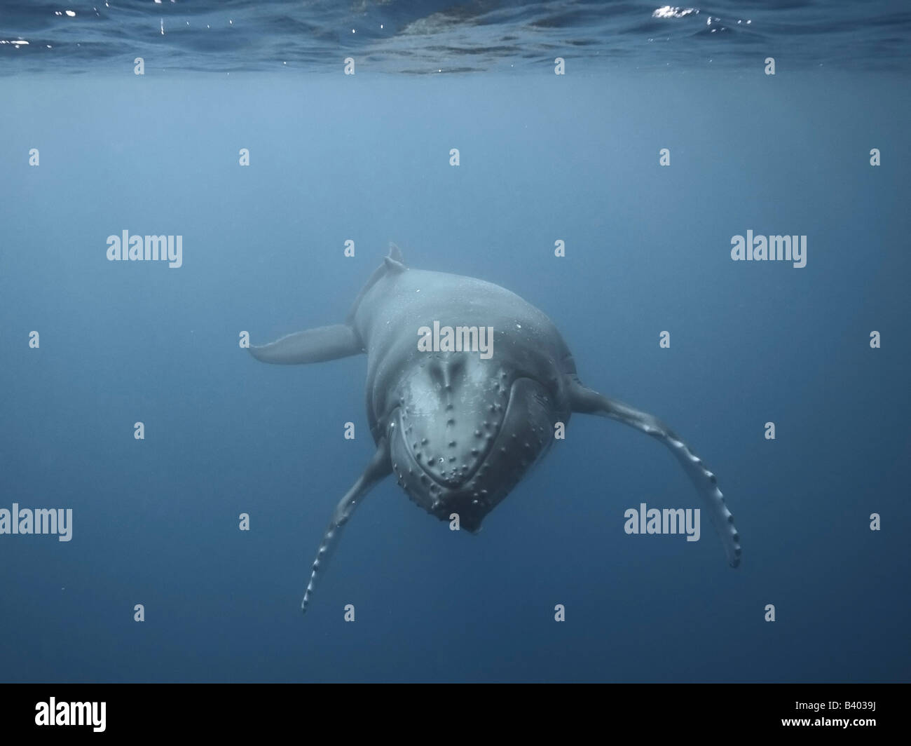 Humpback Whale ( Megaptera novaeangliae Stock Photo - Alamy
