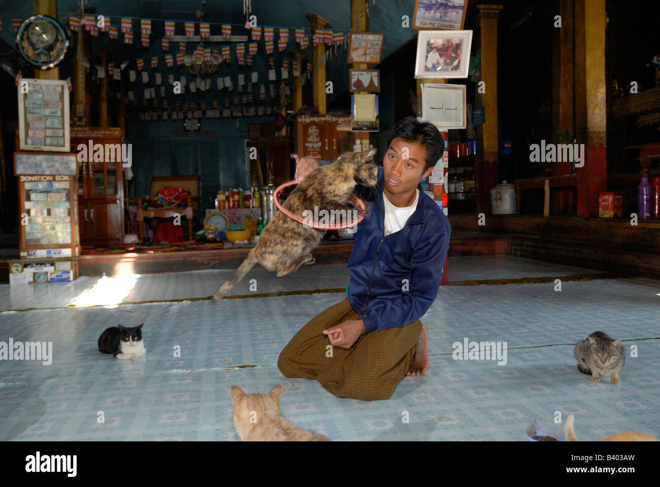 Cat jumping through hoop hi-res stock photography and images - Alamy