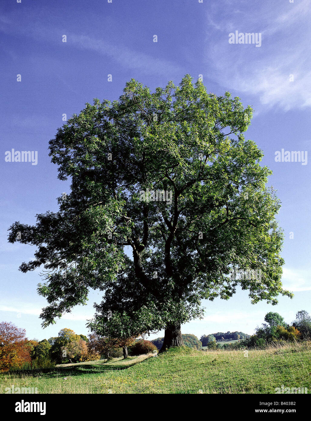 botany, Ash tree, (Fraxinus), European Ash, (Fraxinus excelsior), in ...
