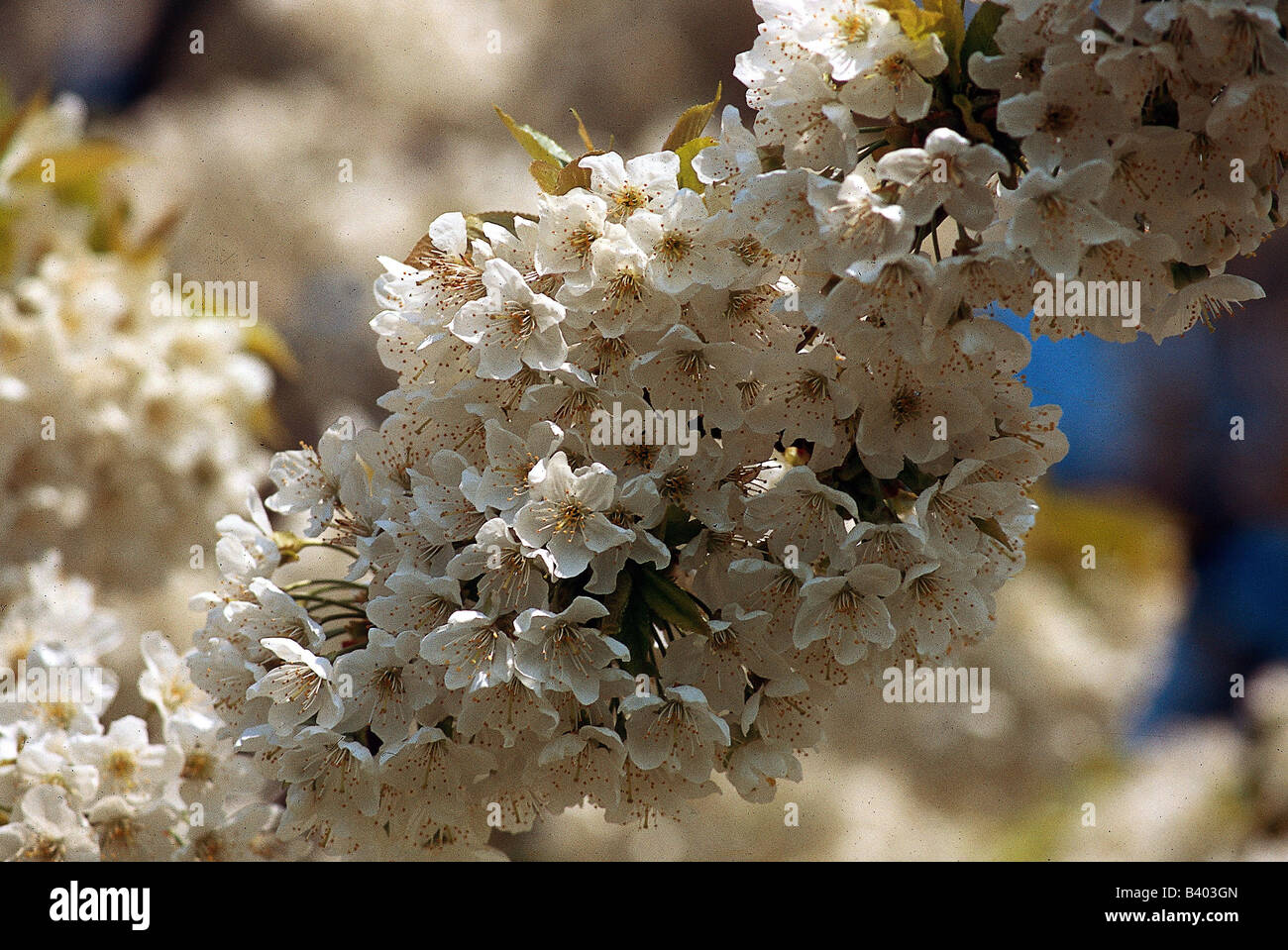 botany, Cherry, (Prunus avium), Wild Cherry, blossoms, on branch ...