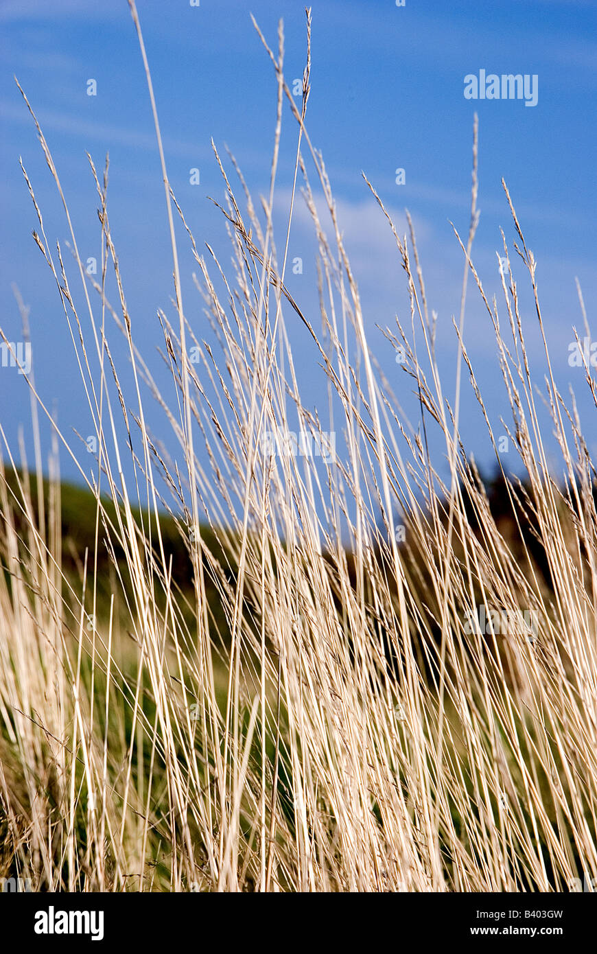 Dry tall long hi-res stock photography and images - Alamy