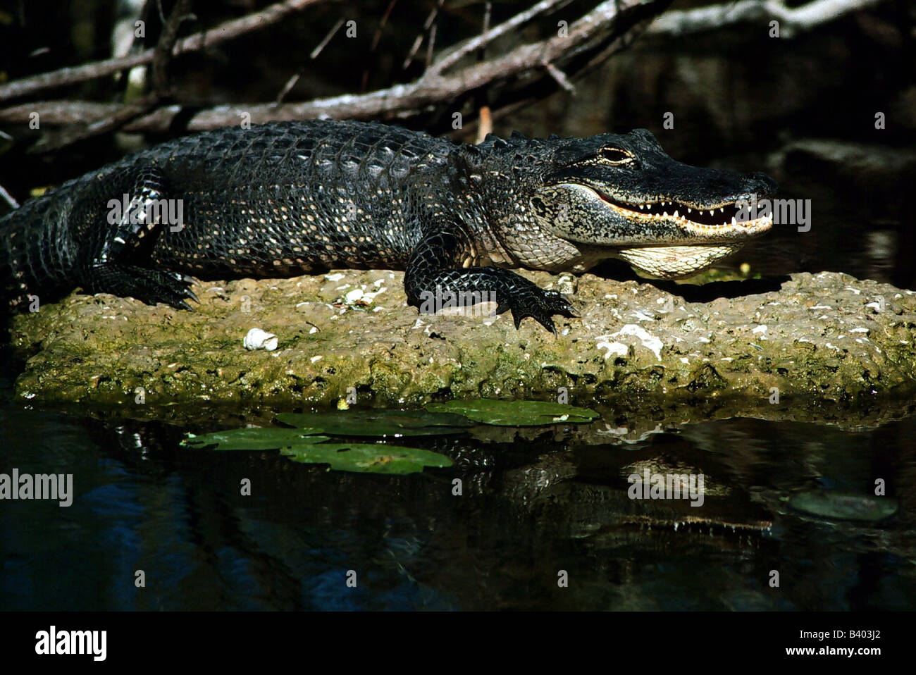 Crocodile like reptile hi-res stock photography and images - Alamy