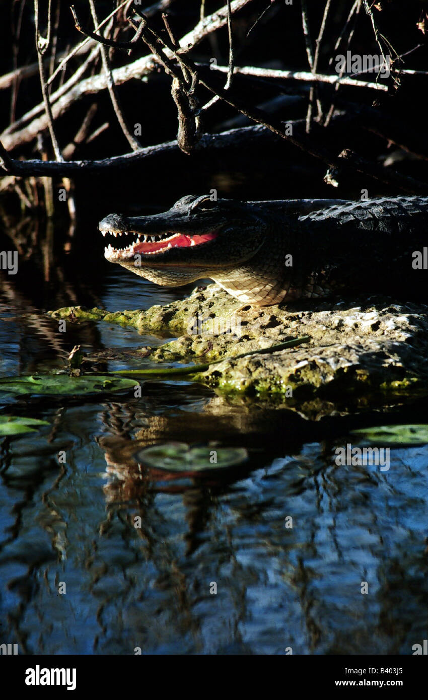 Alligator on rock hi-res stock photography and images - Alamy