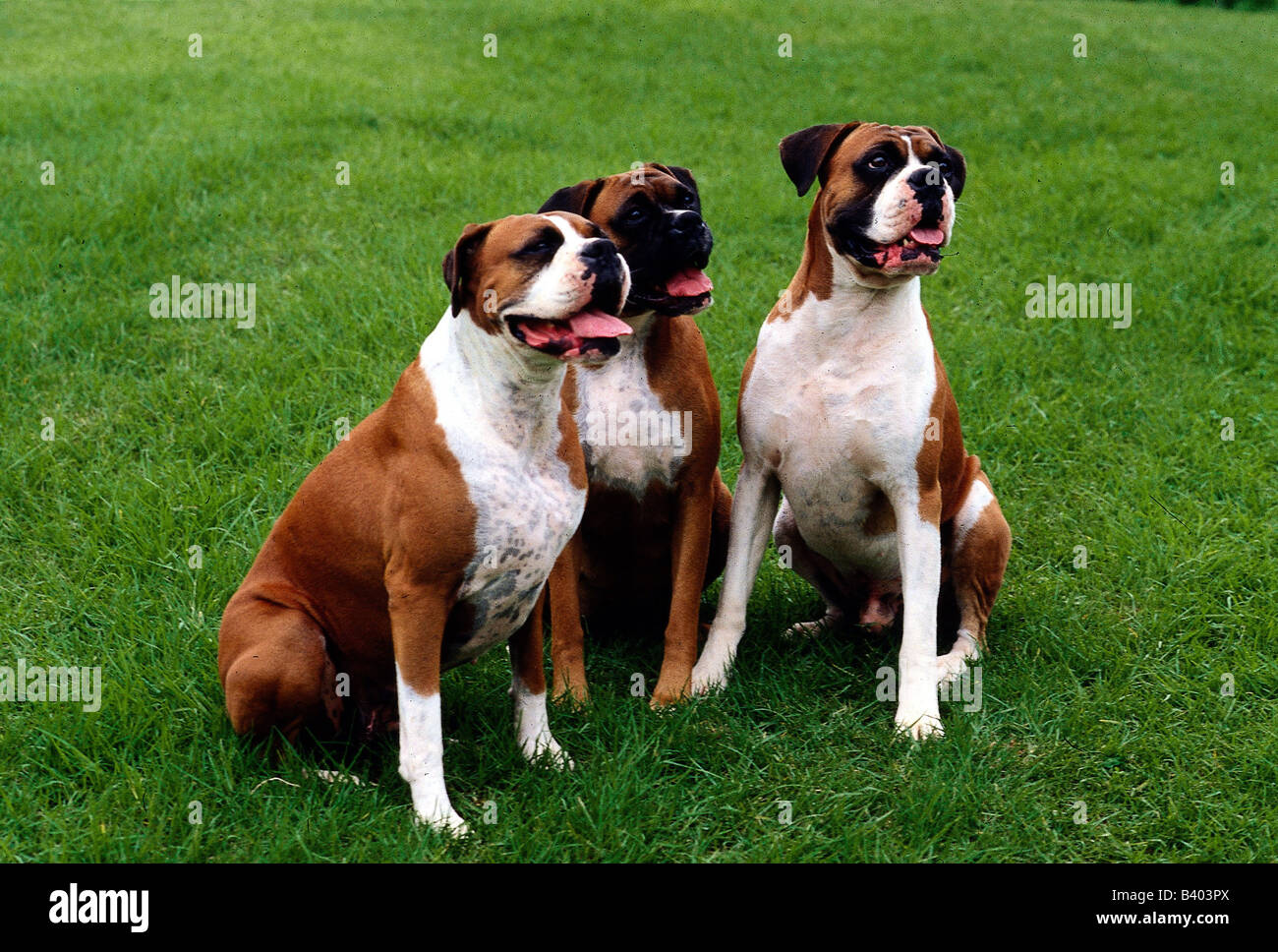 zoology / animals, mammal / mammalian, dogs, (Canis lupus familiaris ...