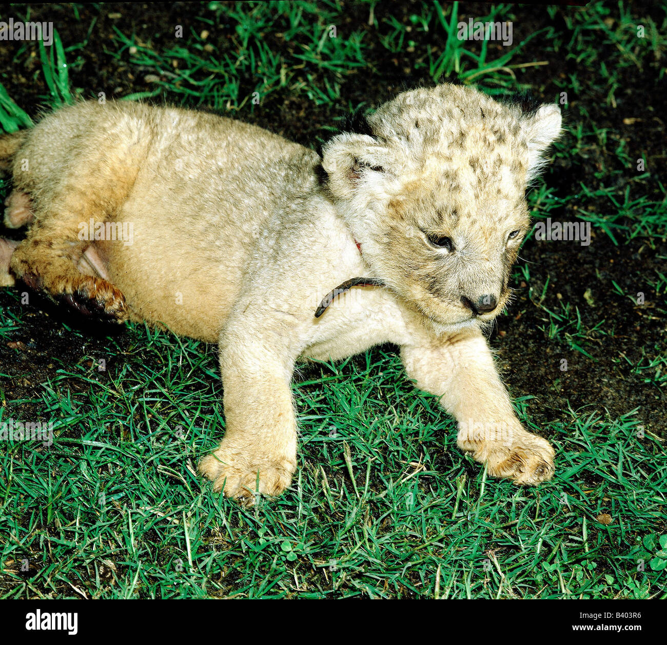 zoology / animals, mammal / mammalian, Felidae, Lion (Panthera leo ...