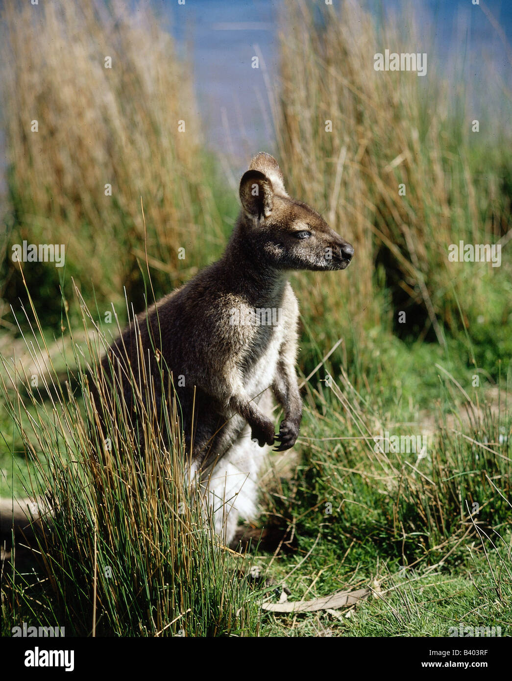 Kangaroo distribution hi-res stock photography and images - Alamy