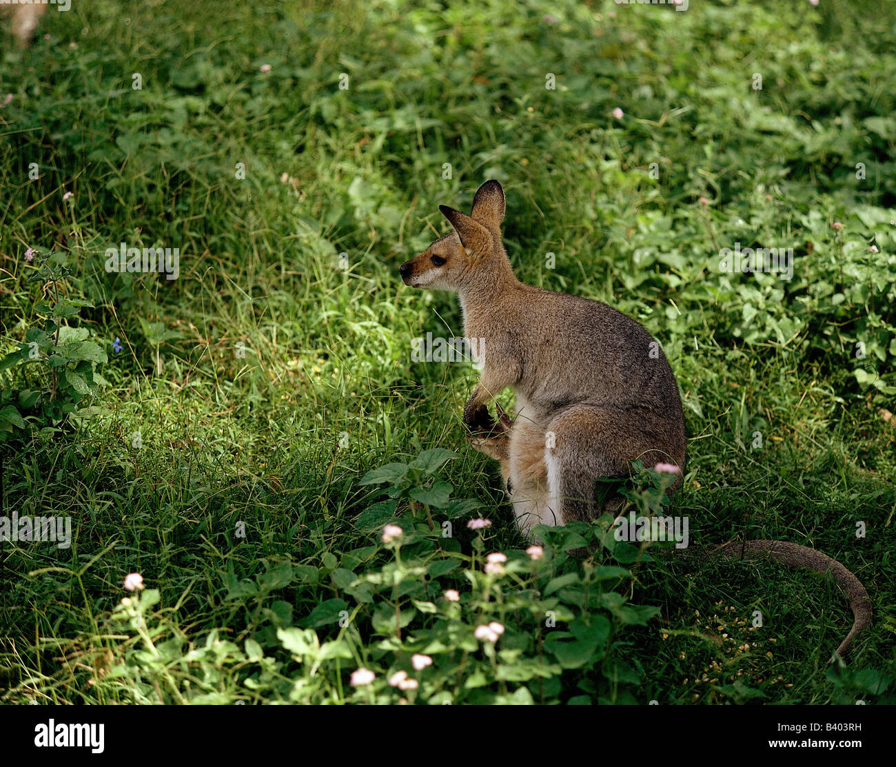 zoology / animals, mammal / mammalian, kangaroo, Tammar Wallaby ...