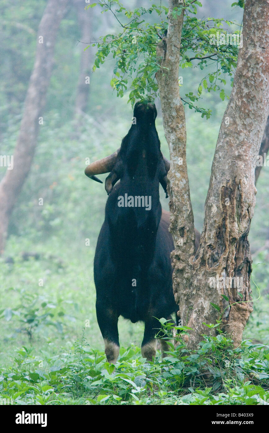 Indian Gaur Bull feeding Stock Photo - Alamy
