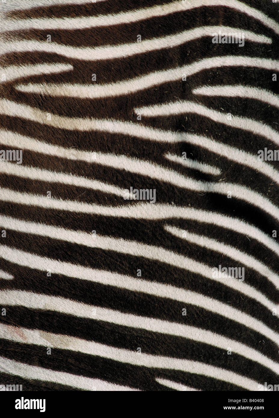 Zebra coat, close-up Stock Photo - Alamy