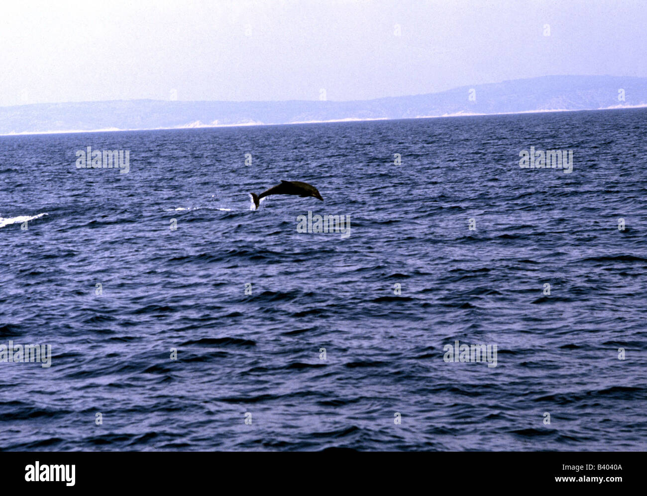 zoology / animals, mammal / mammalian, whales, Common Dolphin ...
