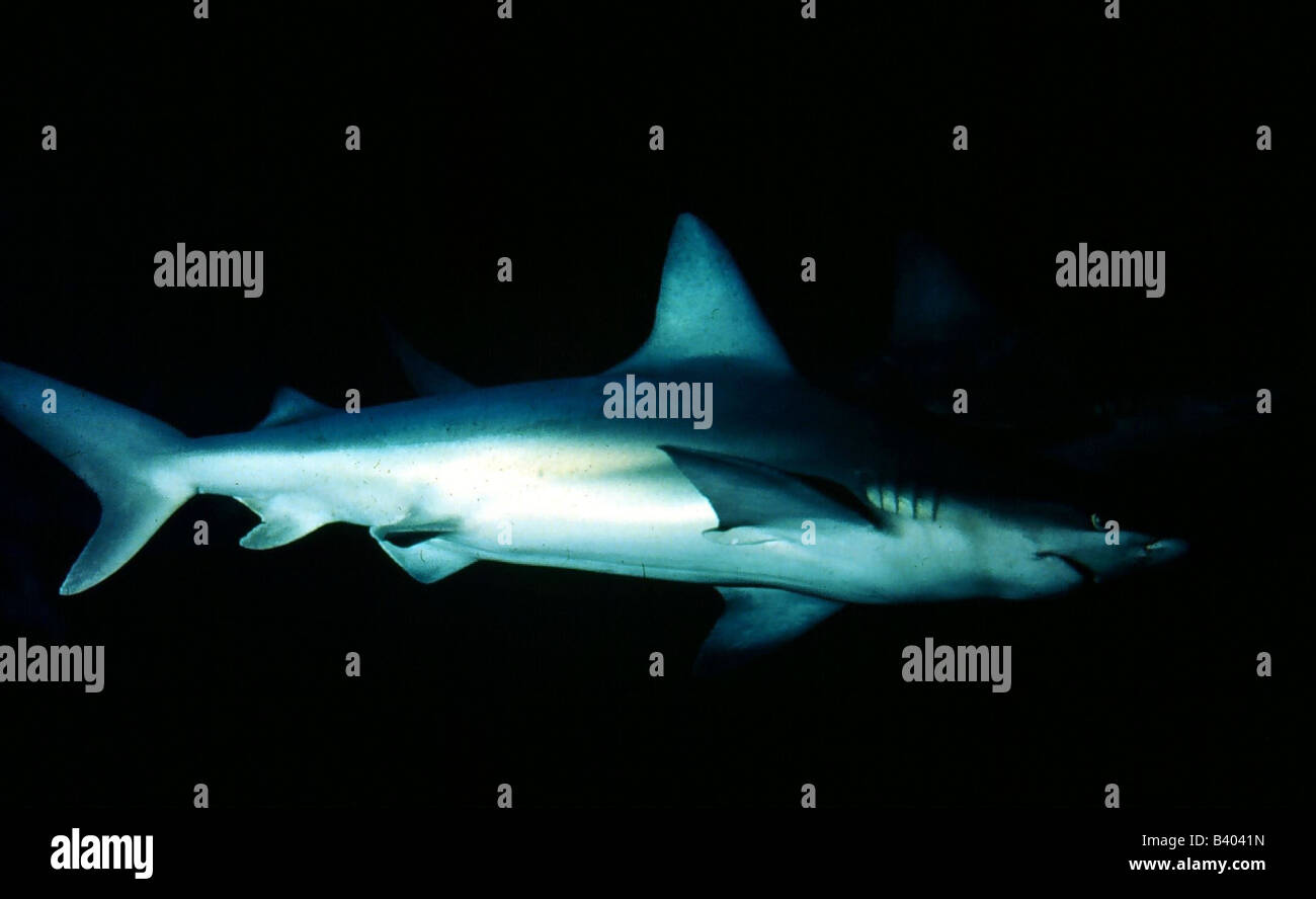 zoology / animals, fish, sharks, shark, (Selachiformes), offshore ...