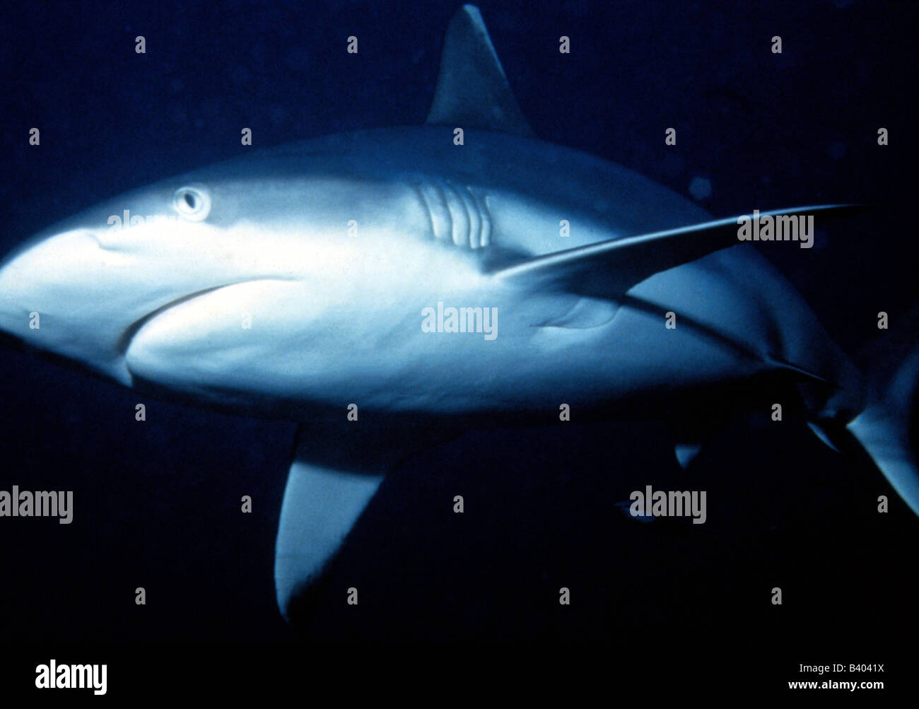zoology / animals, fish, sharks, shark, (Selachiformes), underwater ...