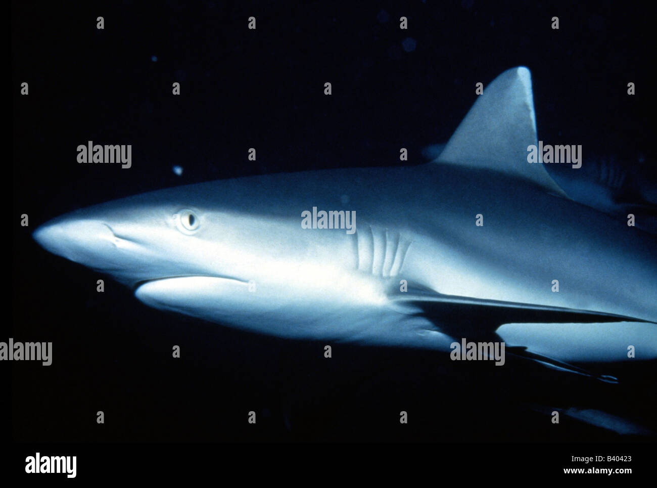 zoology / animals, fish, sharks, shark, (Carcharhinus sp), photo by ...