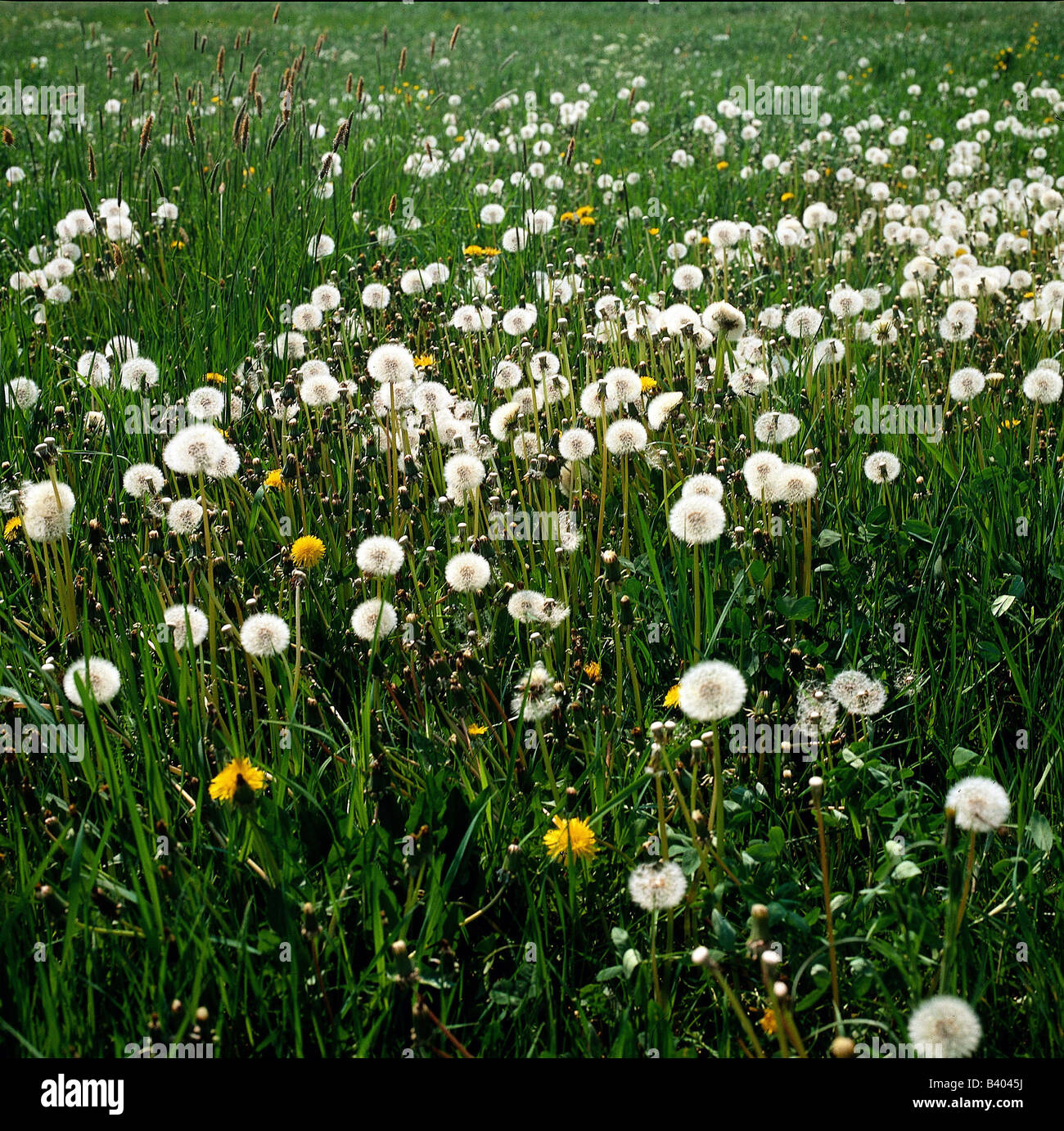 botany, dandelion, (Taraxacum), Common Dandelion, (Taraxacum ...